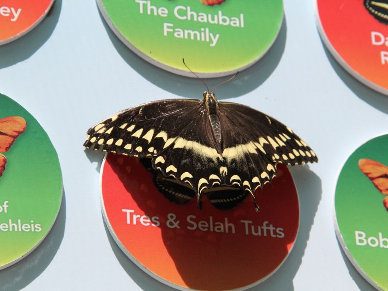 Smart Butterfly | Smithsonian Photo Contest | Smithsonian Magazine