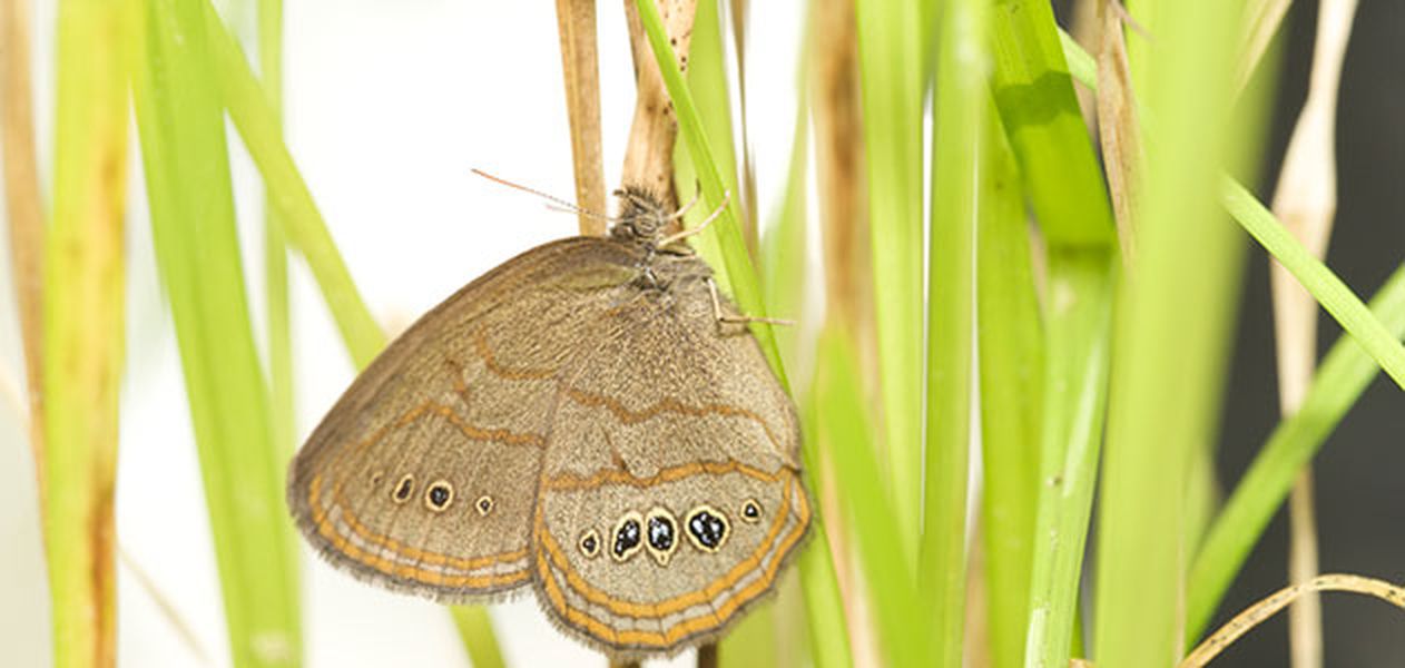 Who Can Identify the World's Rarest Butterfly