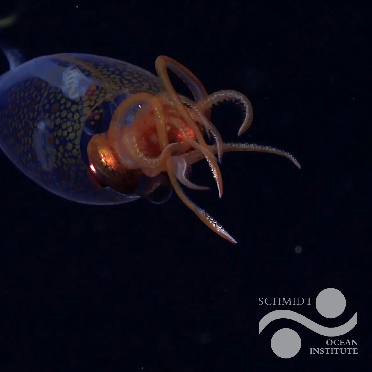 how to make a giant squid