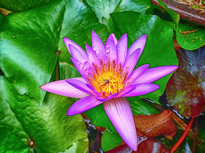 Purple lotus | Smithsonian Photo Contest | Smithsonian Magazine