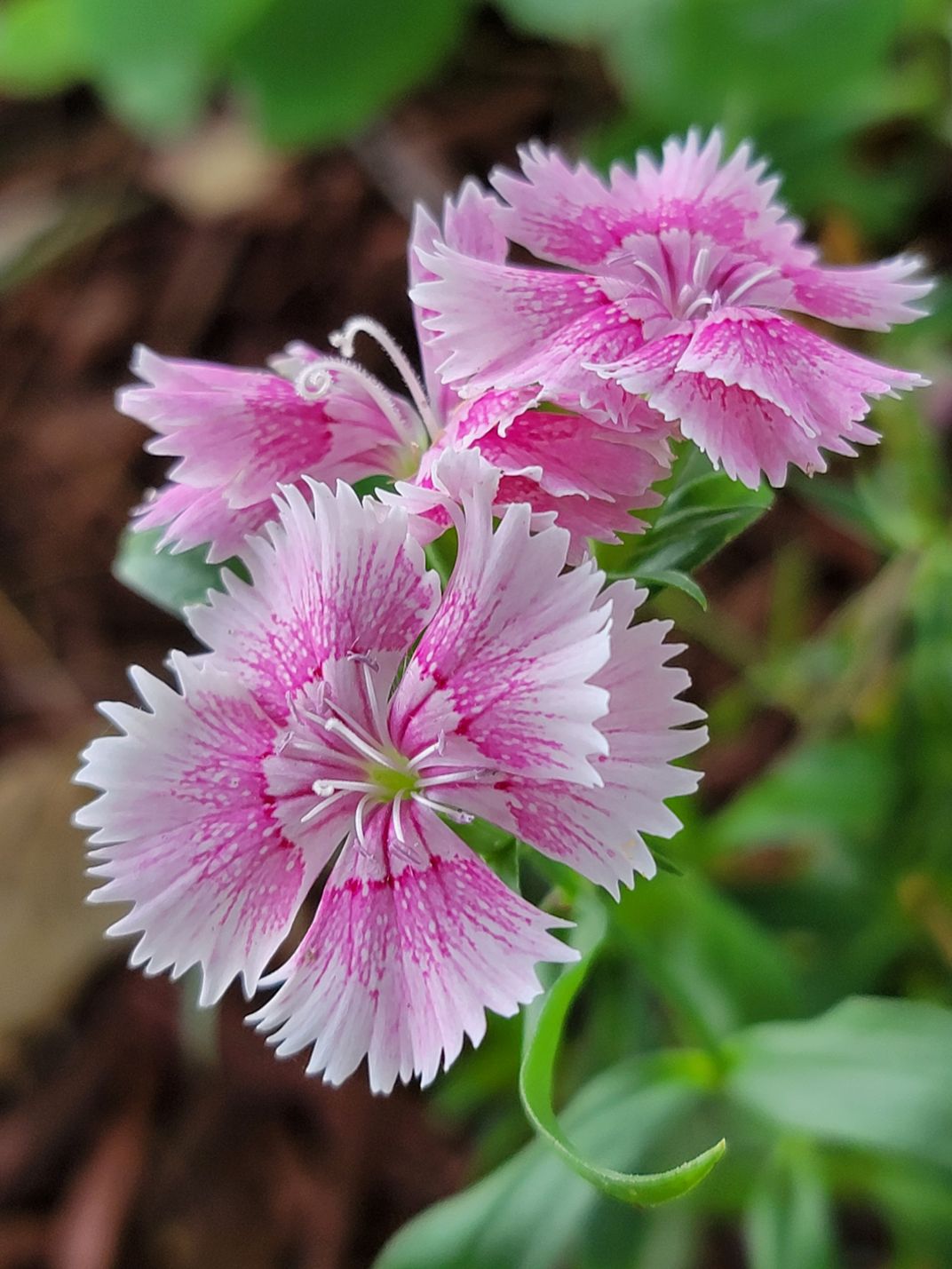 Pink Pinwheels | Smithsonian Photo Contest | Smithsonian Magazine