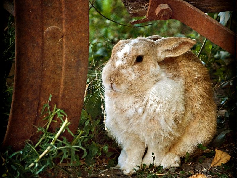 Free Range Rabbit. 10 year old Domestic rabbit that lives outside day ...