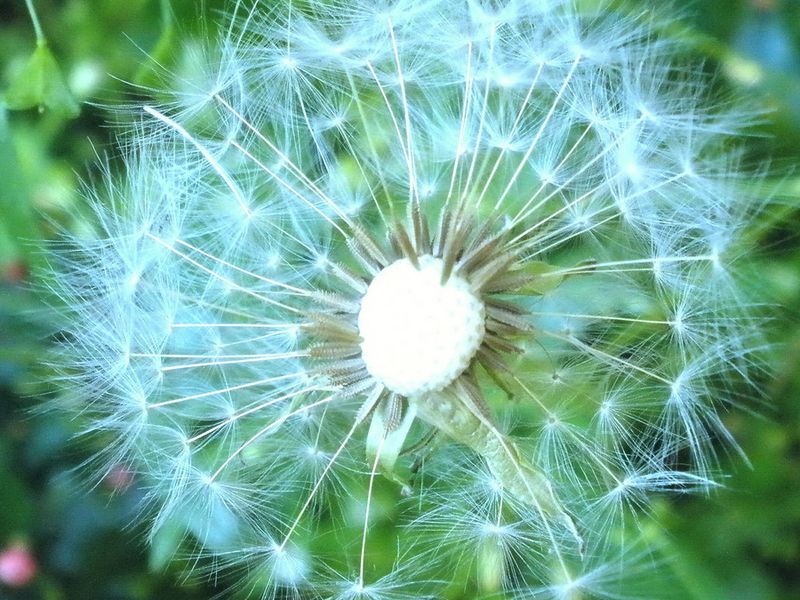 Dandelion in park | Smithsonian Photo Contest | Smithsonian Magazine