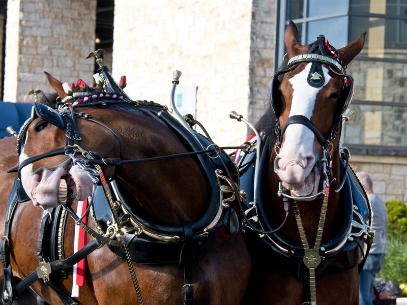 Horselaugh | Smithsonian Photo Contest | Smithsonian Magazine