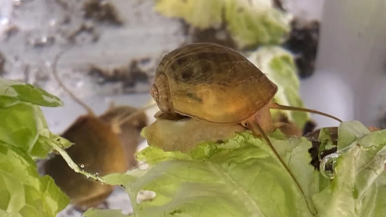 This Snail Can Regrow Its Eyes—and Understanding How May One Day Help ...