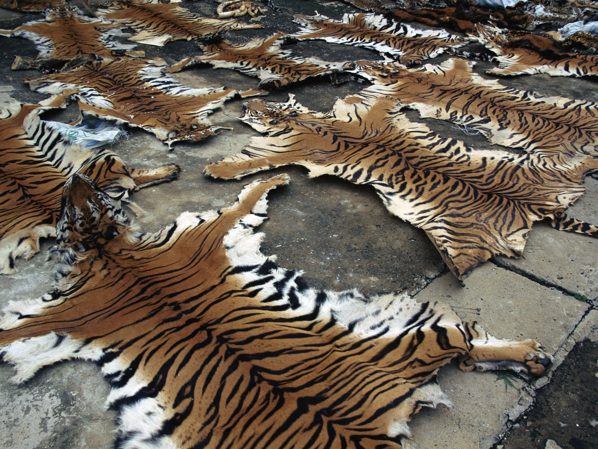 "WildLeaks" Is Like WikiLeaks for Poaching—And It's Working to Stop ...