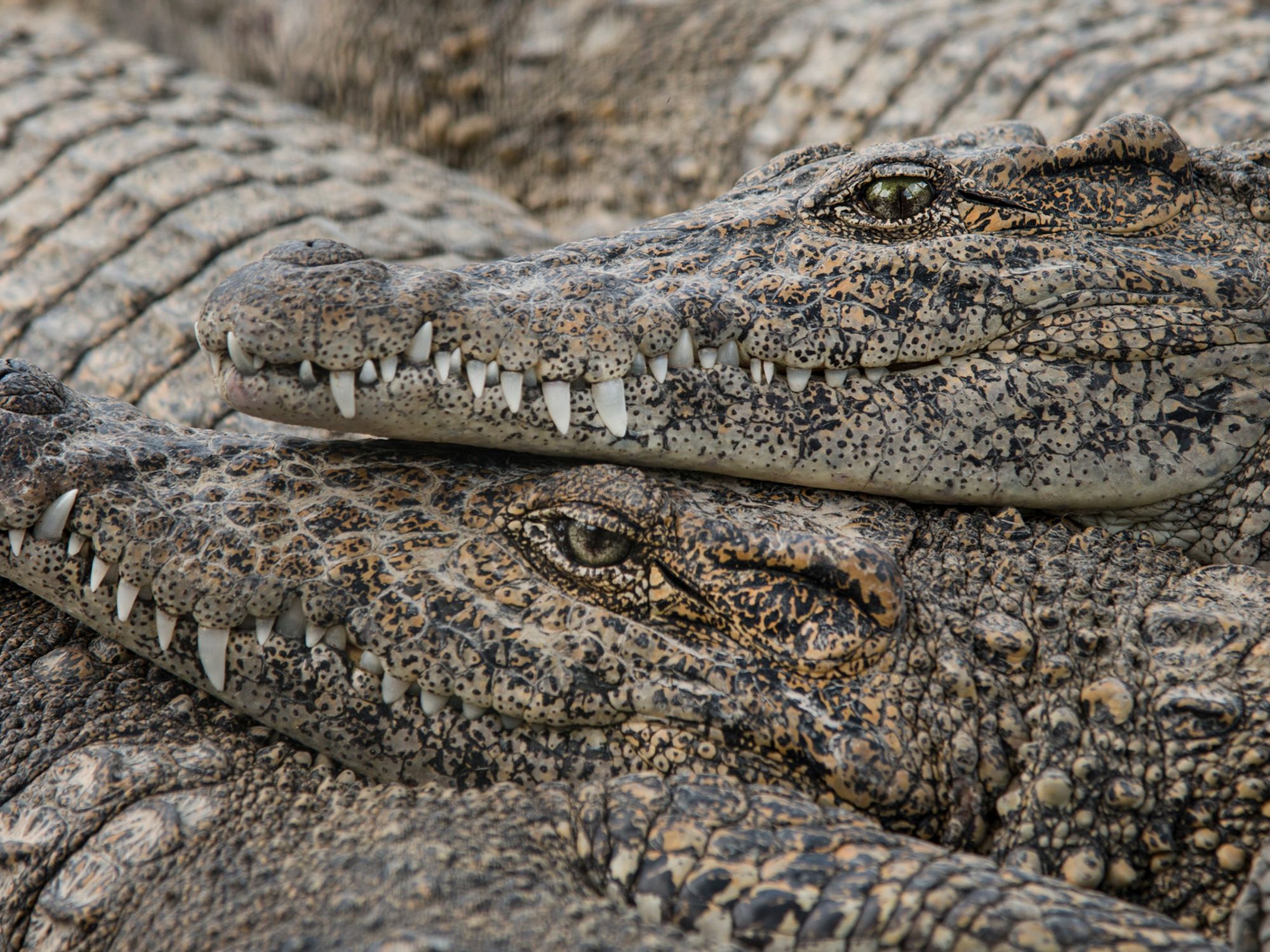 The Quest to Preserve the Last of Castro's Crocodiles