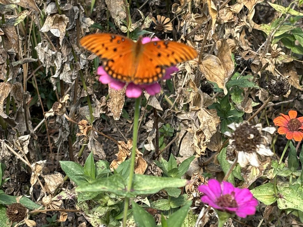 A butterfly visiting a dying garden | Smithsonian Photo Contest ...