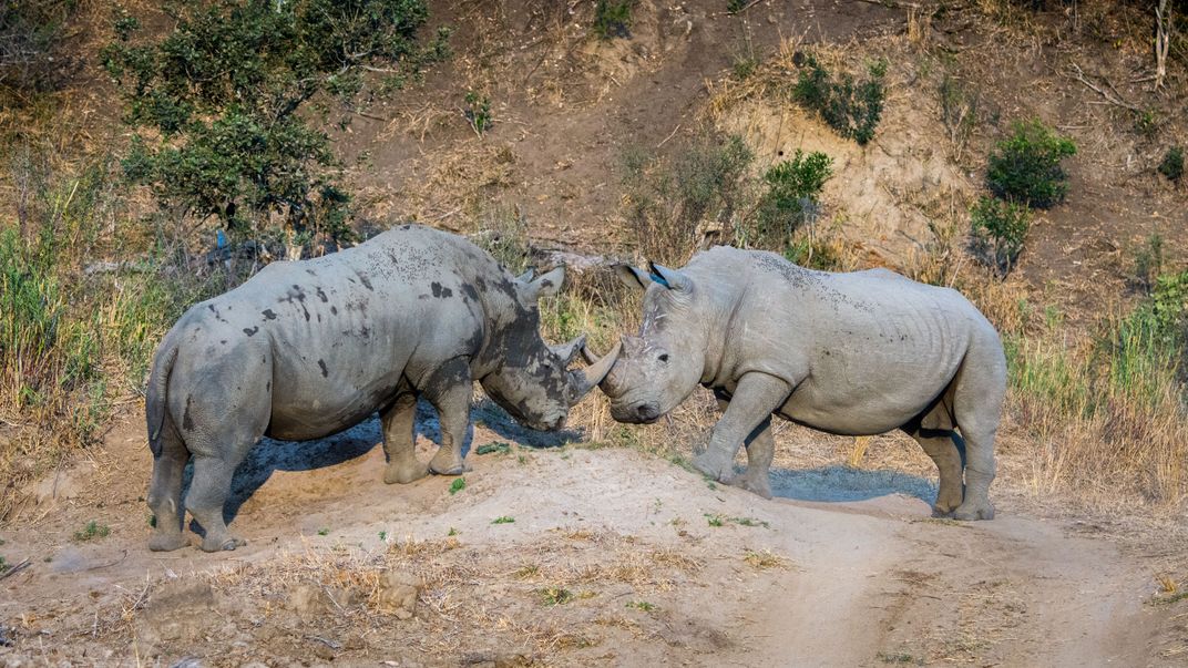 Sparring Rhinos | Smithsonian Photo Contest | Smithsonian Magazine