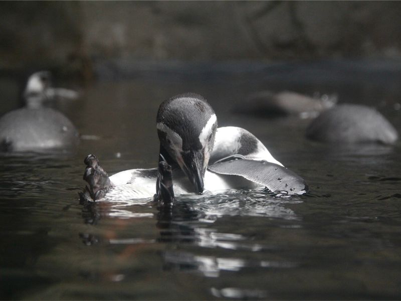 Watching the penguins swim around | Smithsonian Photo Contest ...