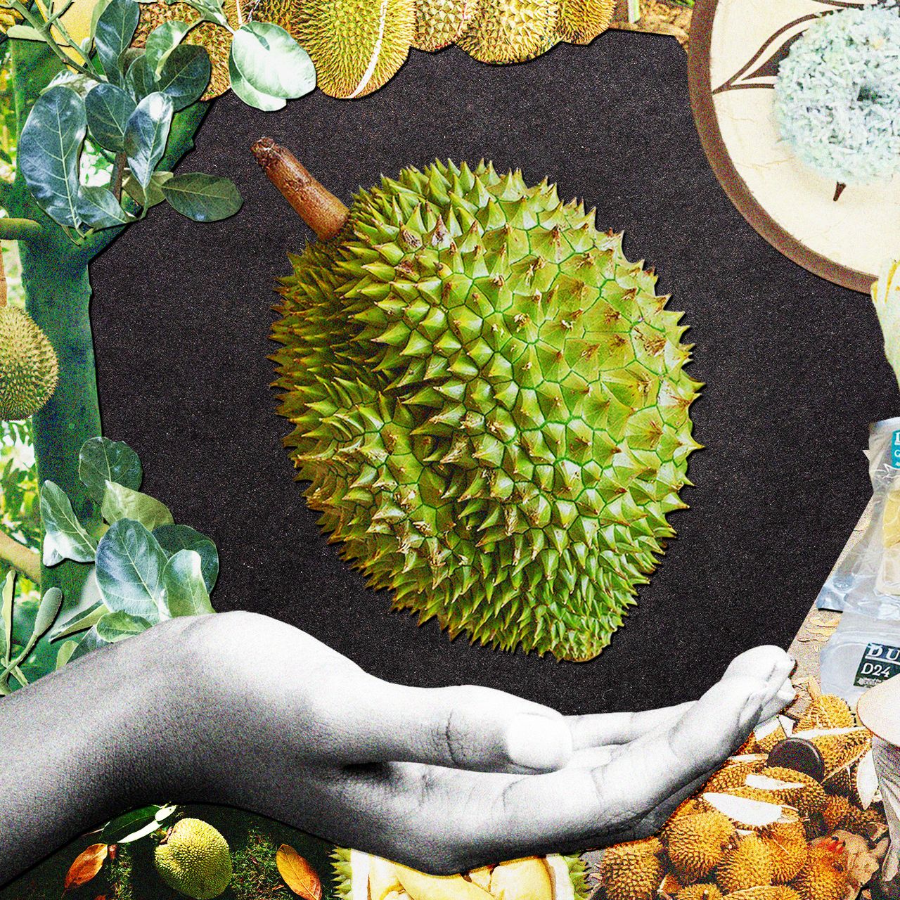 durian fruit inside