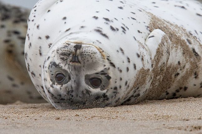 Seal on beach on Oregon coast | Smithsonian Photo Contest | Smithsonian ...