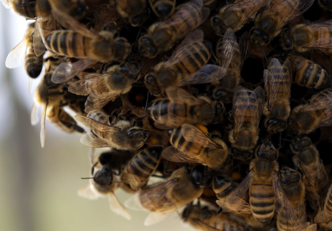 Worker Bees | Smithsonian Photo Contest | Smithsonian Magazine