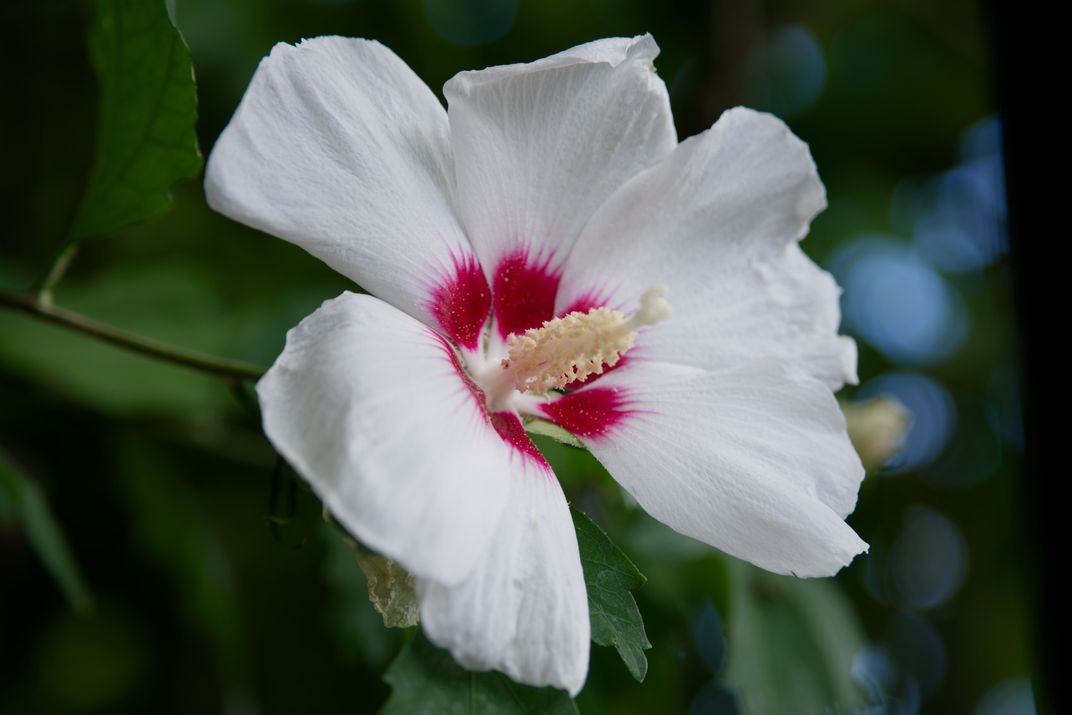 Hibiscus Flower in Santa Fe | Smithsonian Photo Contest | Smithsonian ...