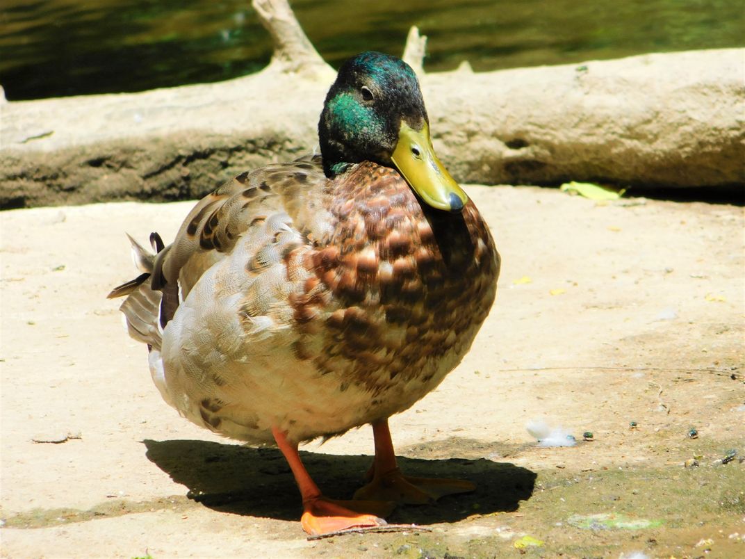 "Fantastic Beast" The Mallard of Michigan. | Smithsonian Photo Contest ...