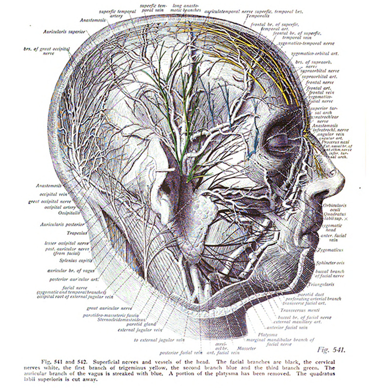 External Face Anatomy