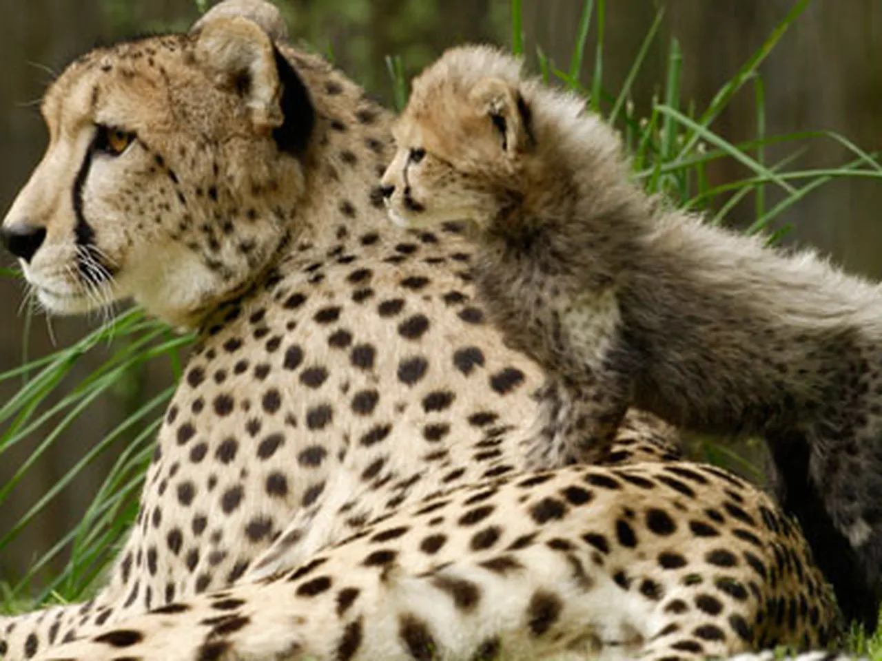 Animals Mother Spain Madrid