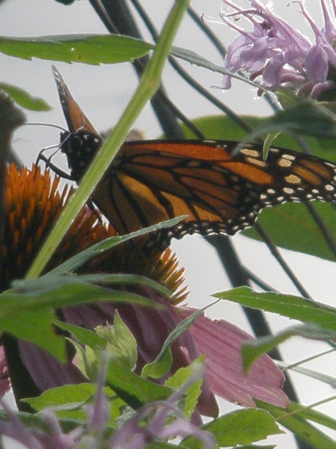 Monarchs in the Wild Flowers | Smithsonian Photo Contest | Smithsonian ...