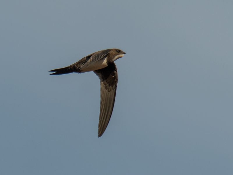 Alpine Swift | Smithsonian Photo Contest | Smithsonian Magazine