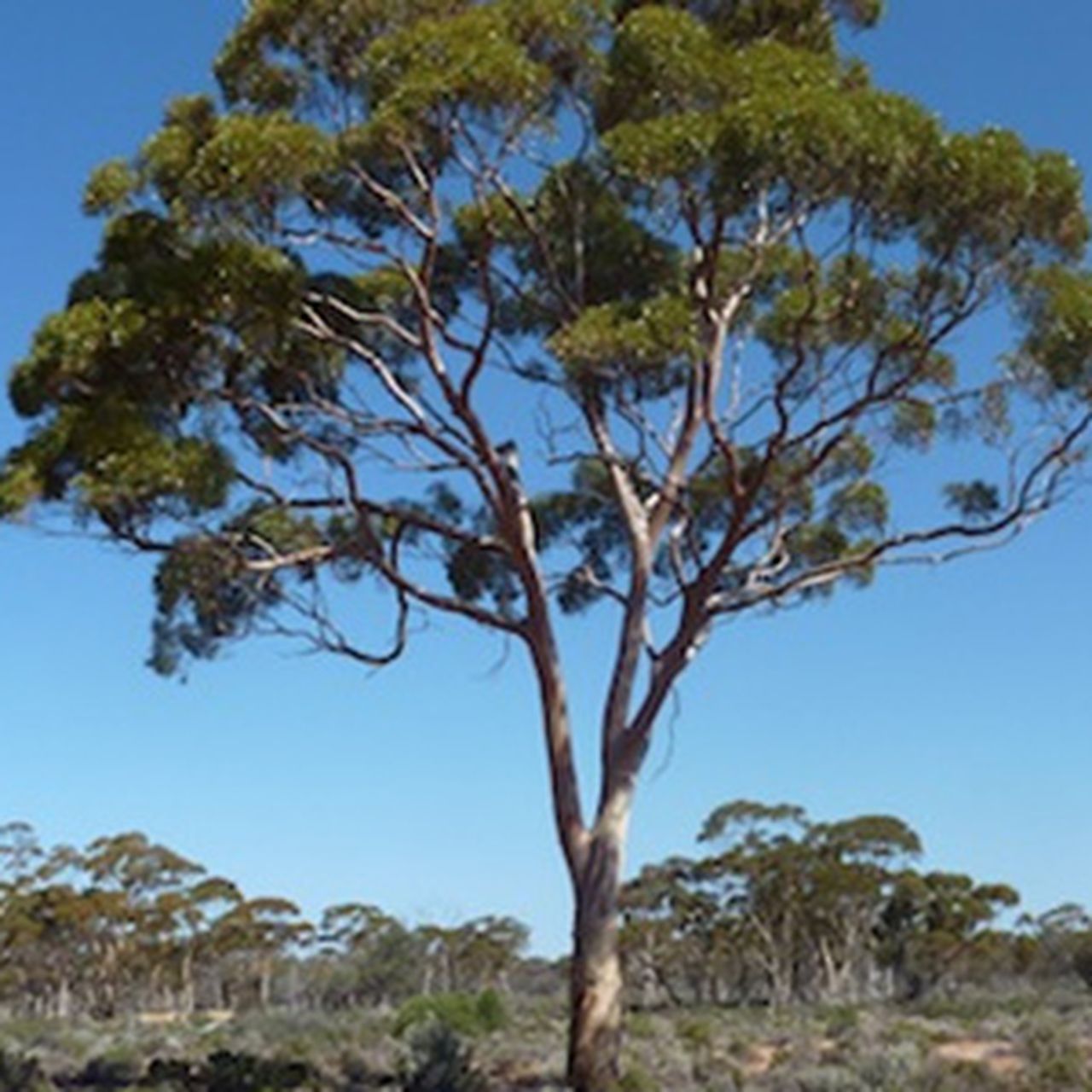 Australian Gum Trees By