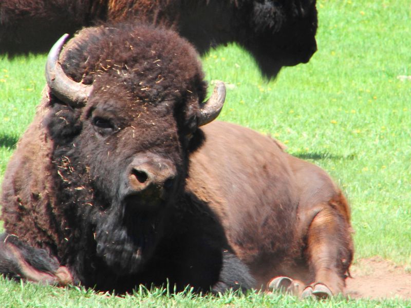 Bemused and angry bison | Smithsonian Photo Contest | Smithsonian Magazine