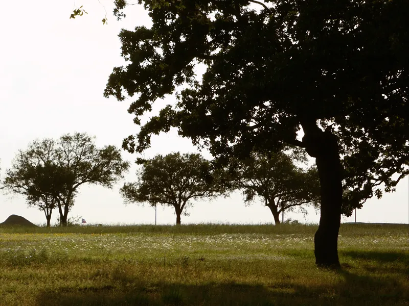 Trees Cast Their Shadows | Smithsonian Photo Contest | Smithsonian Magazine