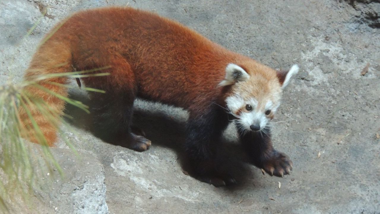 Fun Facts About Red Pandas Animals - Infoupdate.org