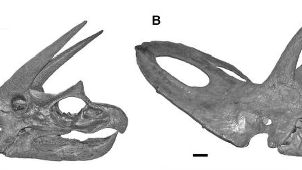Cranio Di Torosauro