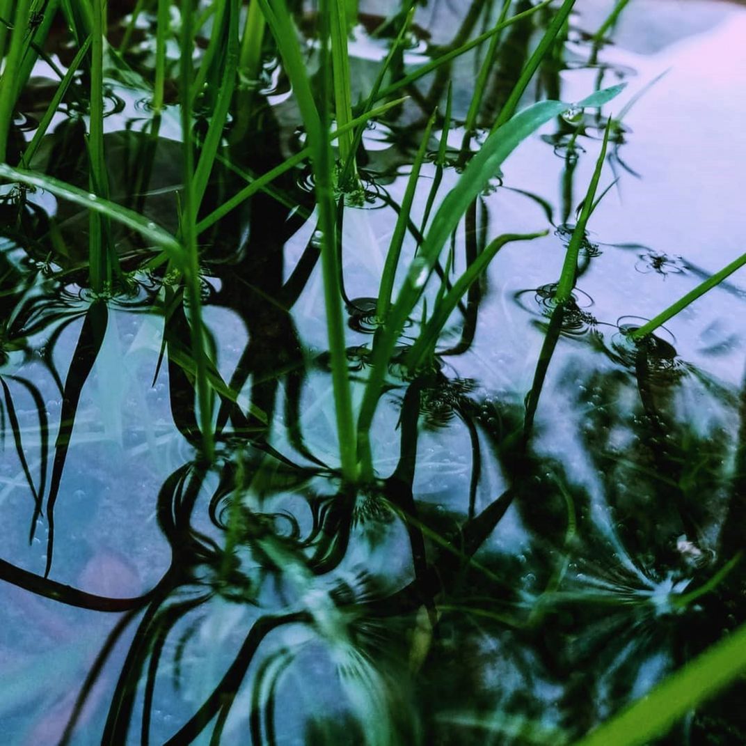 Shades of grass on water. | Smithsonian Photo Contest | Smithsonian ...