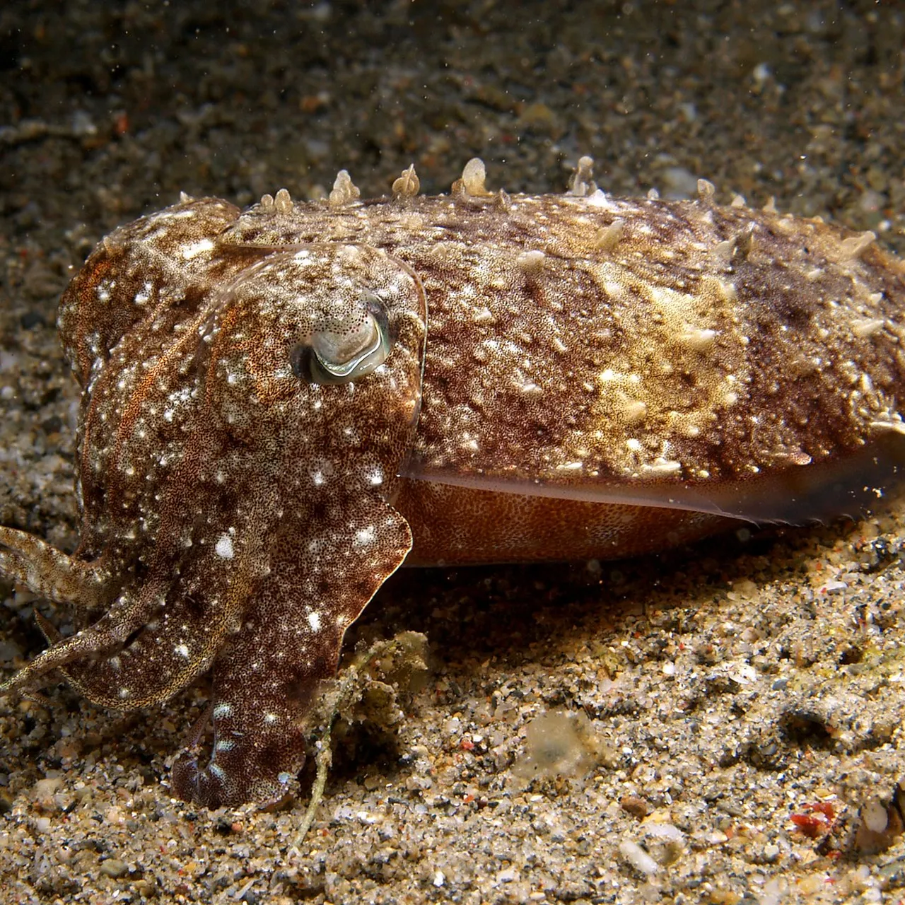 Cuttlefish Camouflage