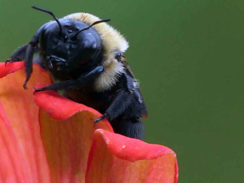 Close up of a bee | Smithsonian Photo Contest | Smithsonian Magazine