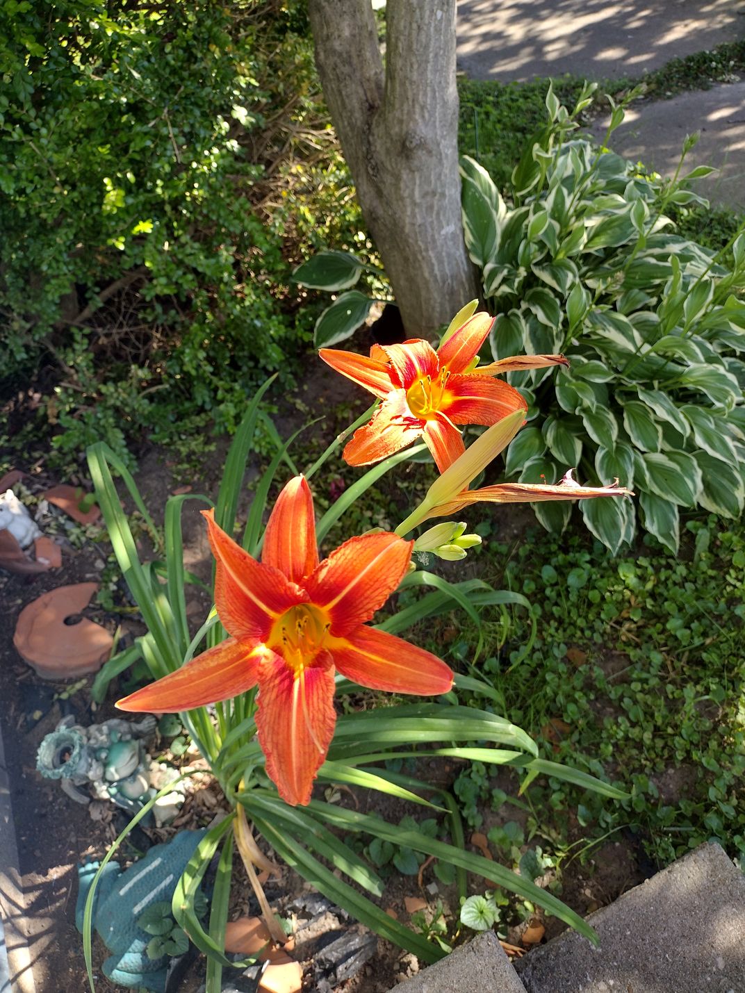 Family heirloom flower | Smithsonian Photo Contest | Smithsonian Magazine