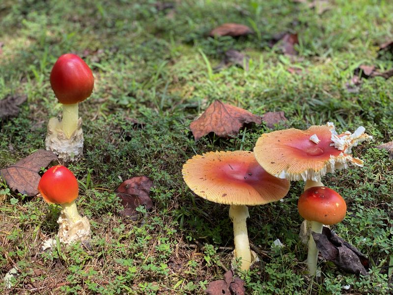 Colorful Mushrooms | Smithsonian Photo Contest | Smithsonian Magazine