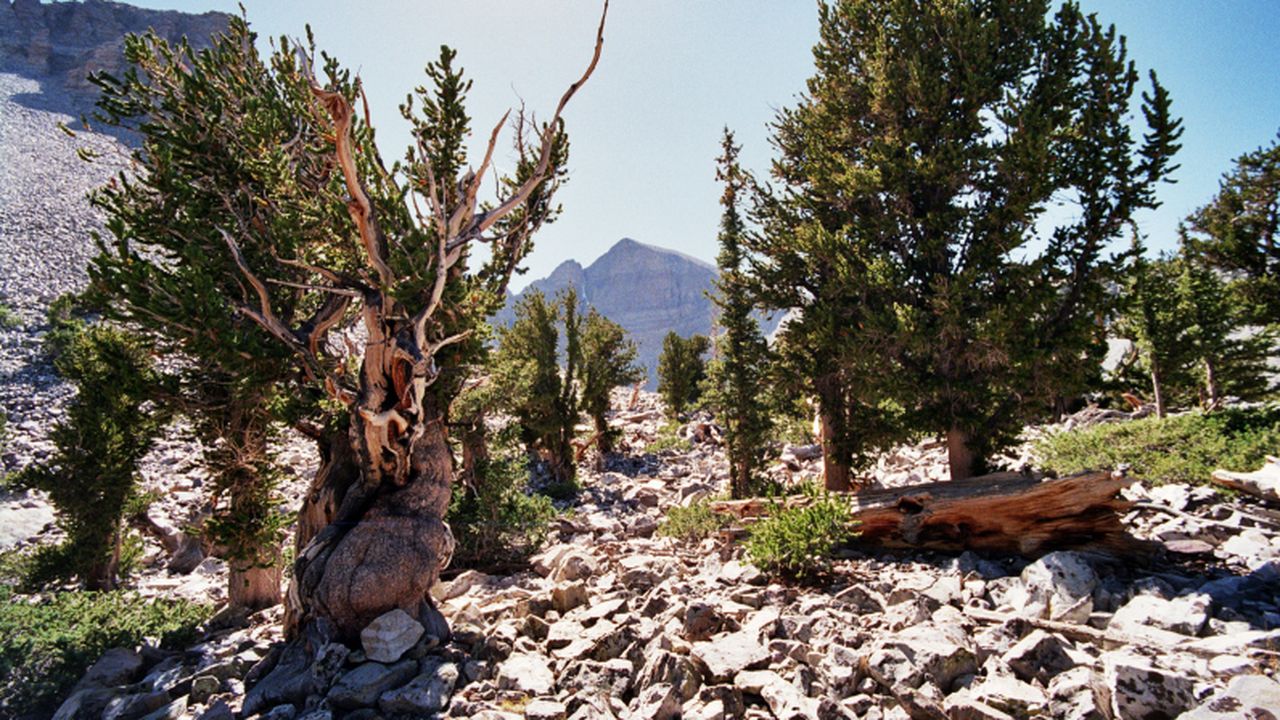 prometheus tree cut down