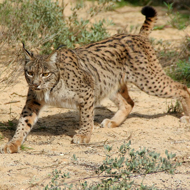 Iberian Lynx Hunting