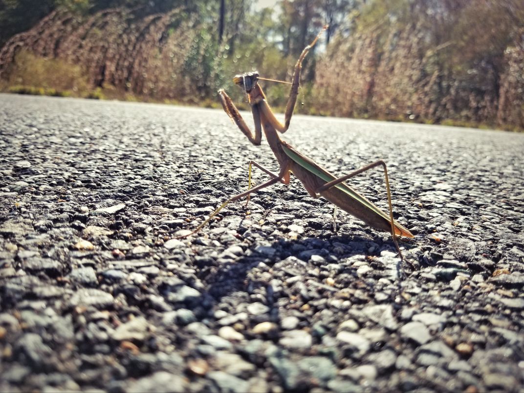Waving Praying Mantis | Smithsonian Photo Contest | Smithsonian Magazine