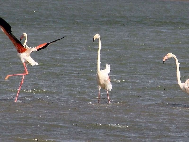 A FLAMINGO DANCING | Smithsonian Photo Contest | Smithsonian Magazine