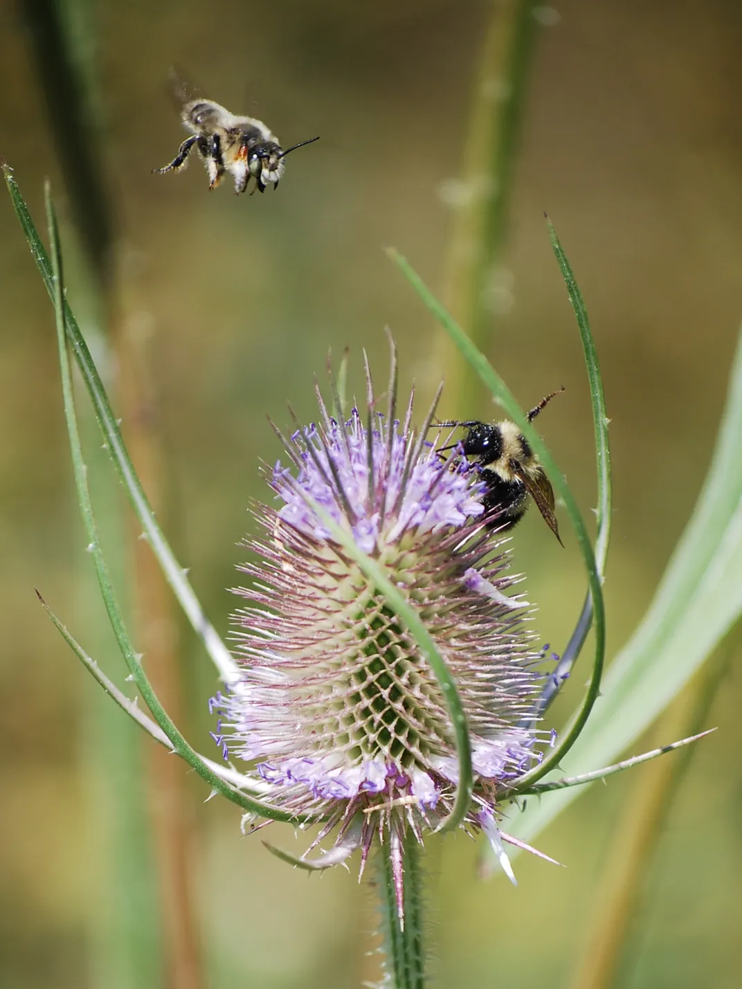 Thistle and Bees | Smithsonian Photo Contest | Smithsonian Magazine
