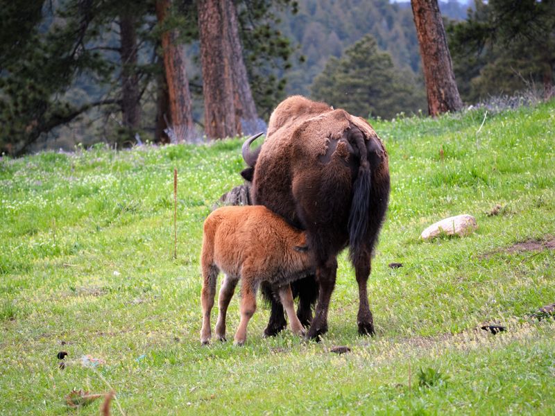 A bison feeding a calf in Genesee Park | Smithsonian Photo Contest ...