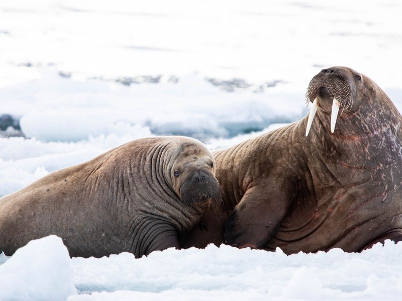Walrus Family | Smithsonian Photo Contest | Smithsonian Magazine