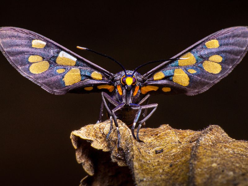A Handmaiden moth with its wings wide open | Smithsonian Photo Contest ...
