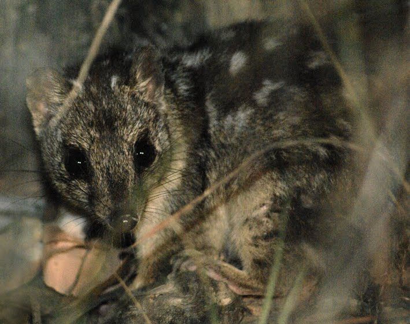 Can Scientists Save an Endangered Marsupial by Breeding Out Its Taste ...