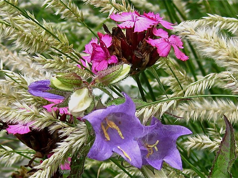 Alpine Flowers | Smithsonian Photo Contest | Smithsonian Magazine