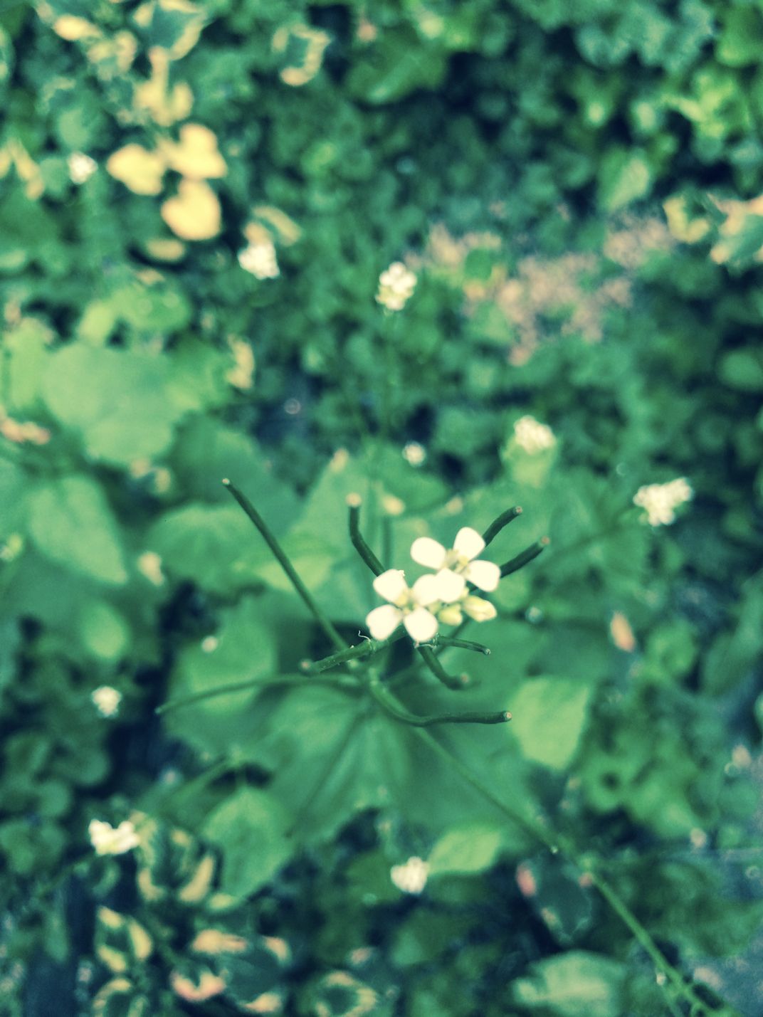 Spring Flower | Smithsonian Photo Contest | Smithsonian Magazine