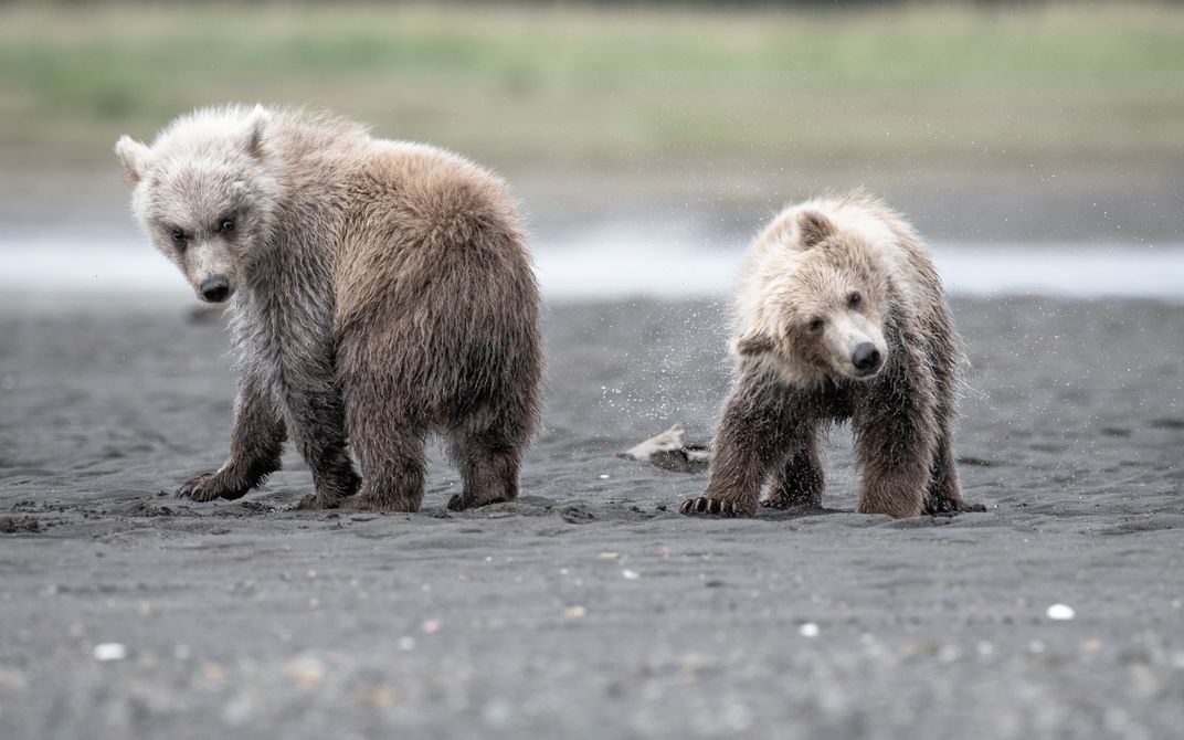 Coastal Brown Bear Spring Cub Siblings | Smithsonian Photo Contest ...