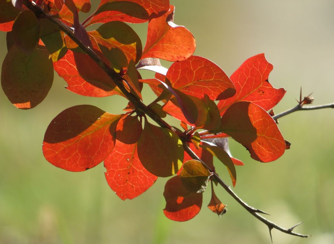 Twig - Colors of October | Smithsonian Photo Contest | Smithsonian Magazine