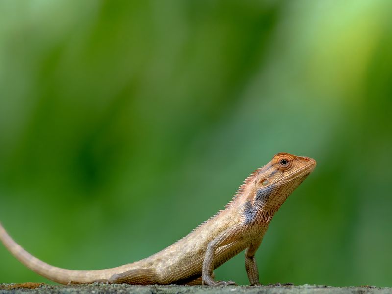 Garden Lizard | Smithsonian Photo Contest | Smithsonian Magazine