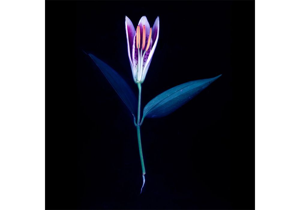 3rd Annual Photo Contest Winners and Finalists