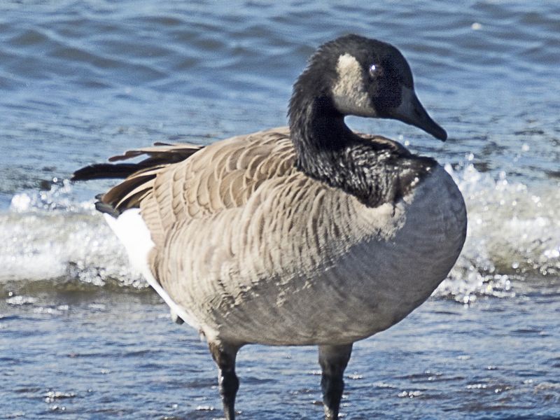 Duck on the River | Smithsonian Photo Contest | Smithsonian Magazine