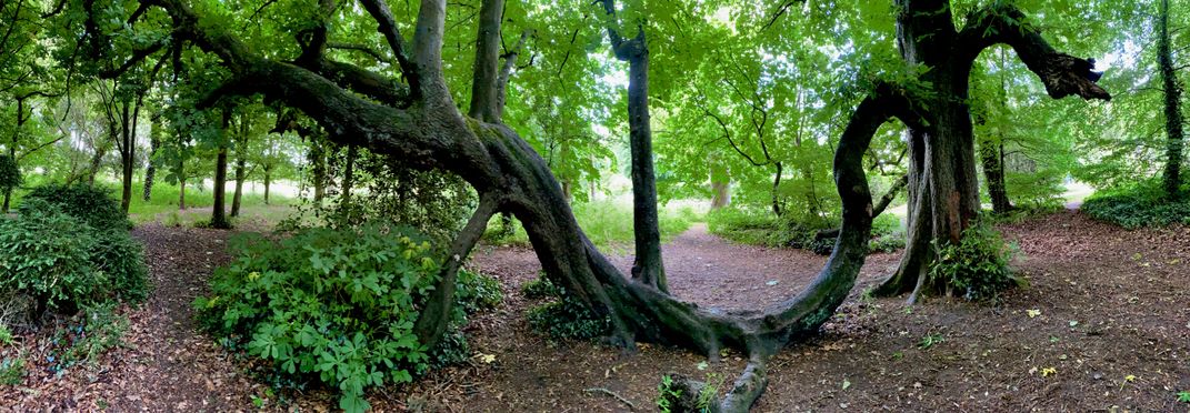 The Serpent Tree | Smithsonian Photo Contest | Smithsonian Magazine